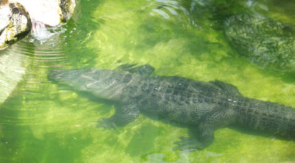 Swamp Water Cafe – Full-Service Restaurant with a Taste of the Everglades